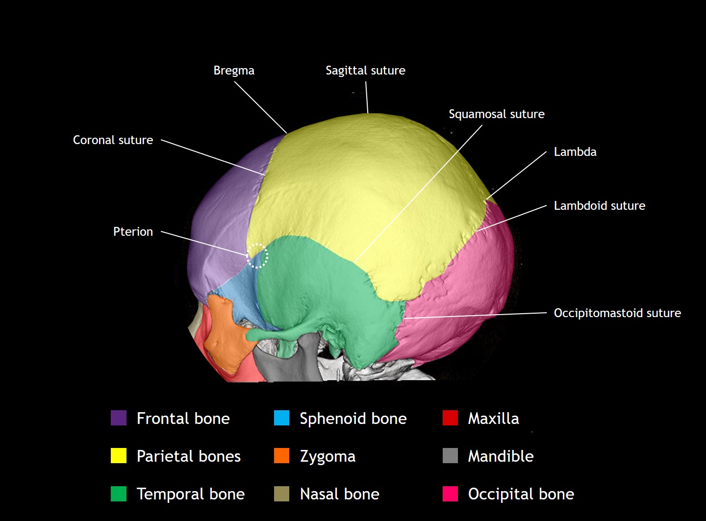 Cranial Bones Labeled