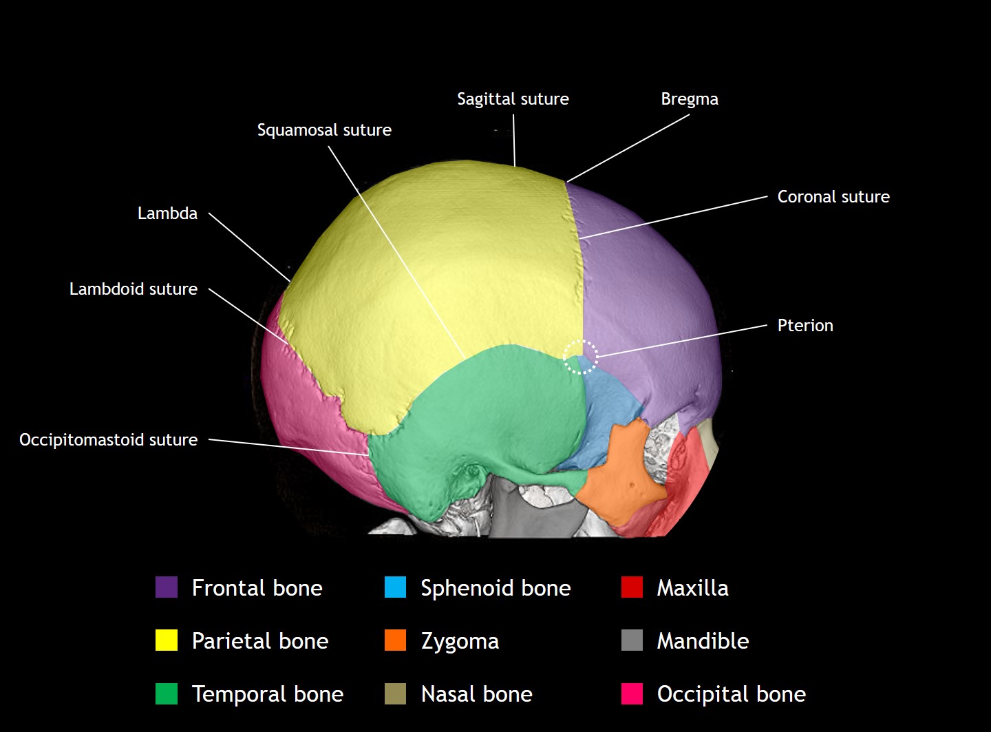 Skull 3d Anatomy